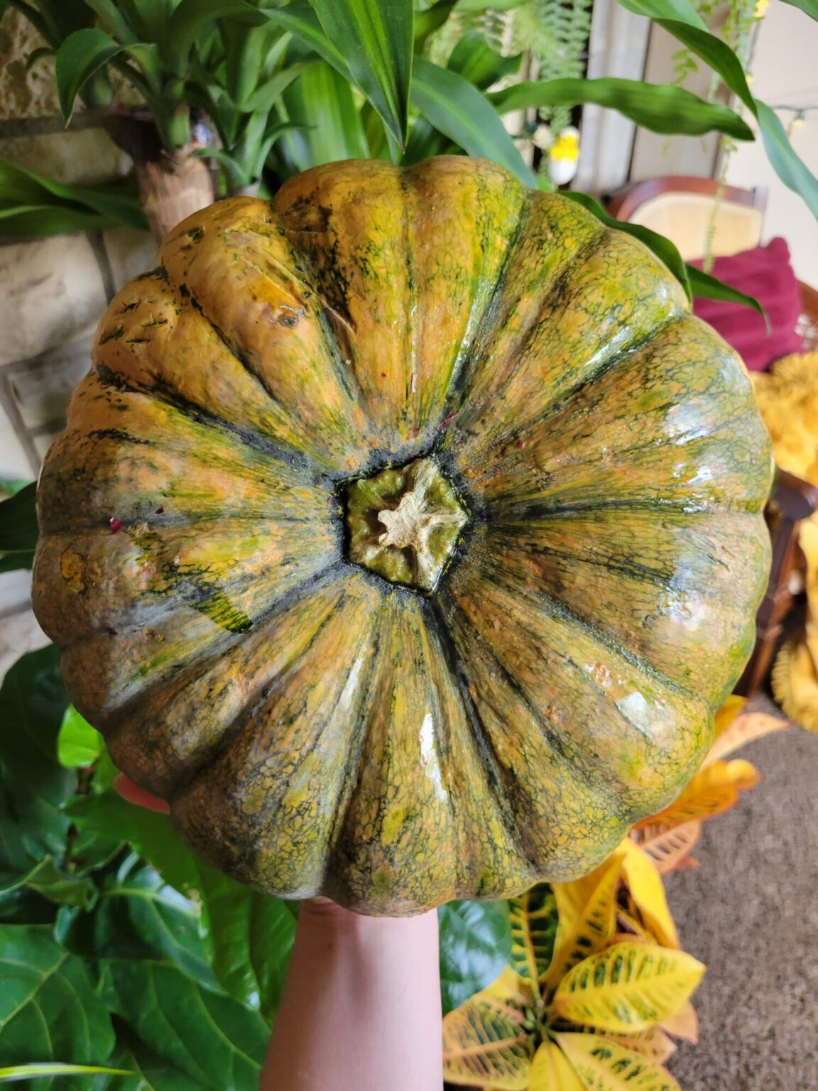 The Fundamentals of Roasted Calabaza Squash - Catfish Out of Water