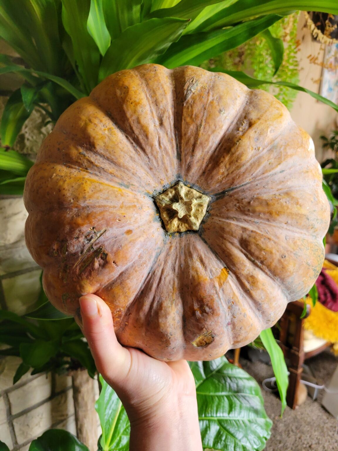 Roasted Calabaza Squash Seeds - Catfish Out of Water